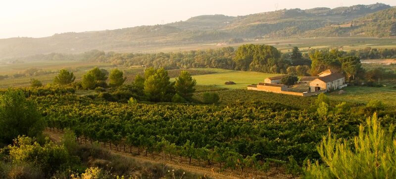 Le Terroir des vignobles autour de Saint Chinian : Chateau Viranel